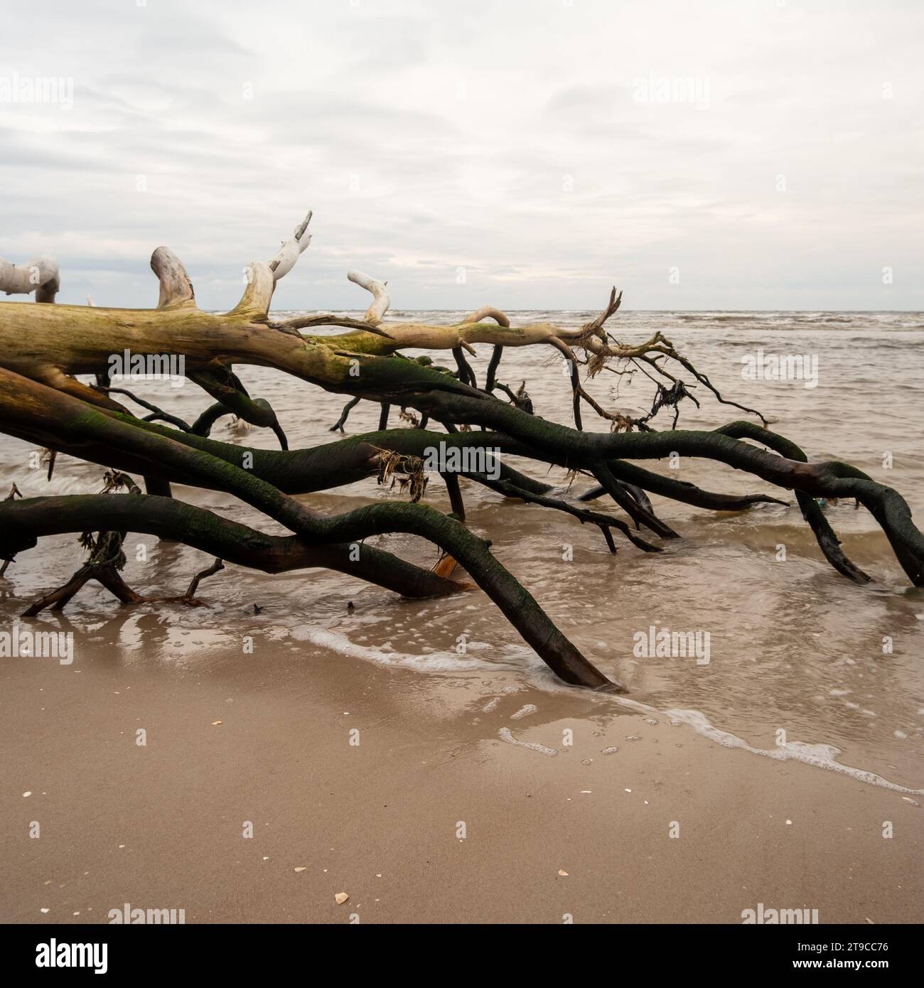 Nature's resilience on display: fallen trees merge with the serene ...