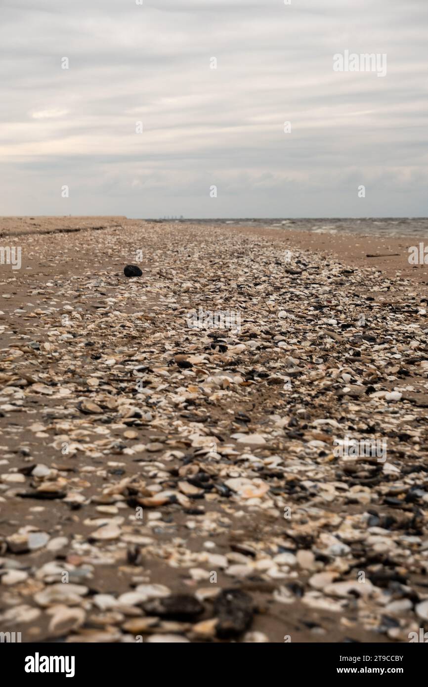 Follow the delicate pathway of tiny seashells as it weaves along the ...