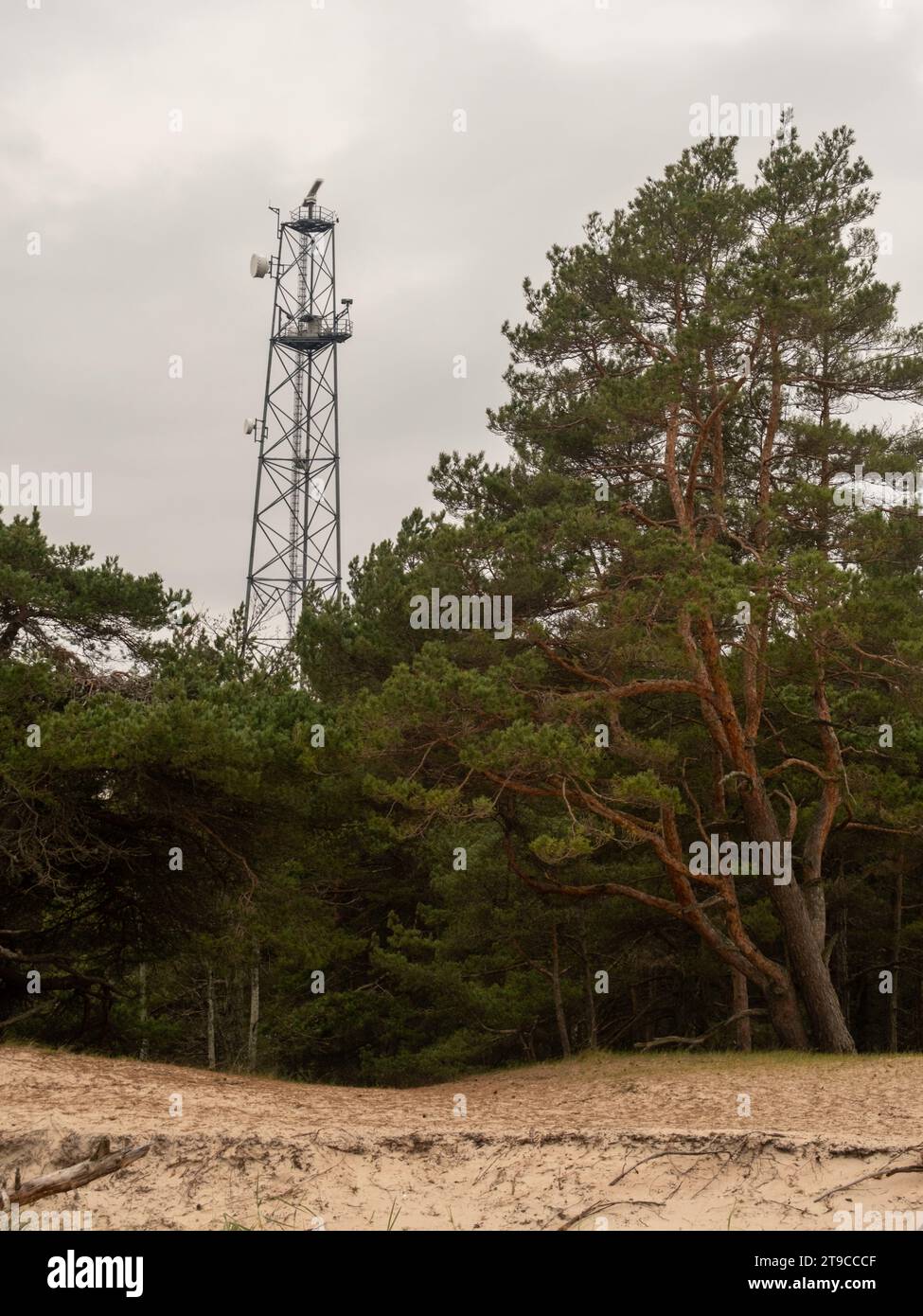Amidst the woodland tapestry, the communication tower rises, a modern ...