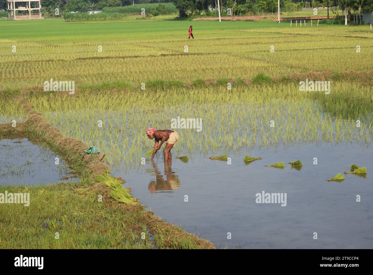 Rice seedling farmer planting hi-res stock photography and images - Alamy