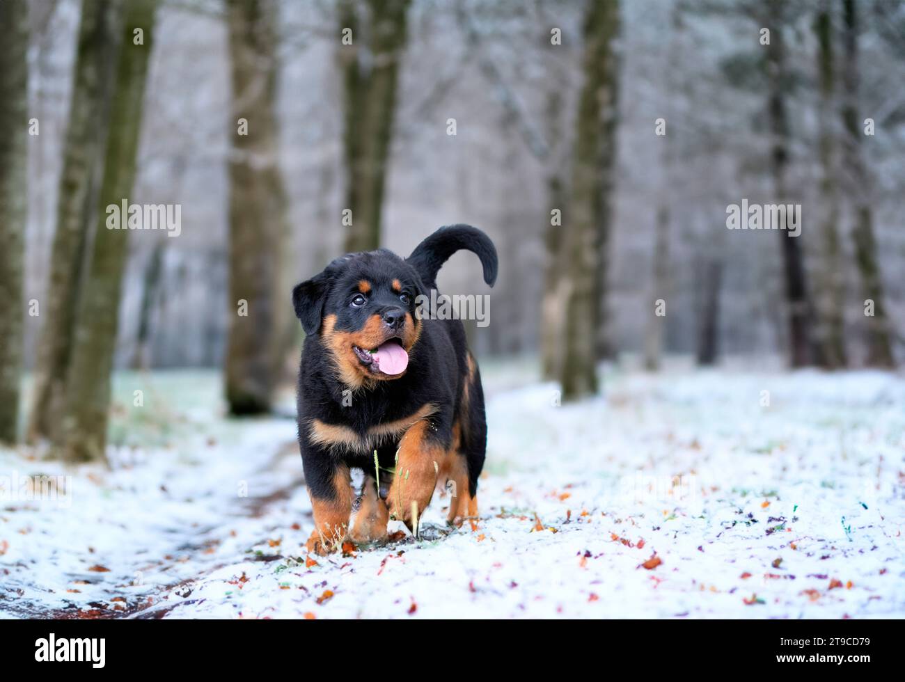 puppy rottweiler running in the nature in summer Stock Photo - Alamy