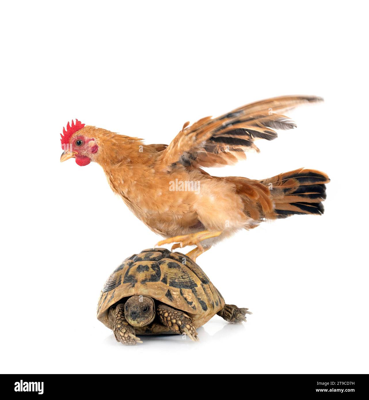 turtle and chicken in front of white background Stock Photo - Alamy