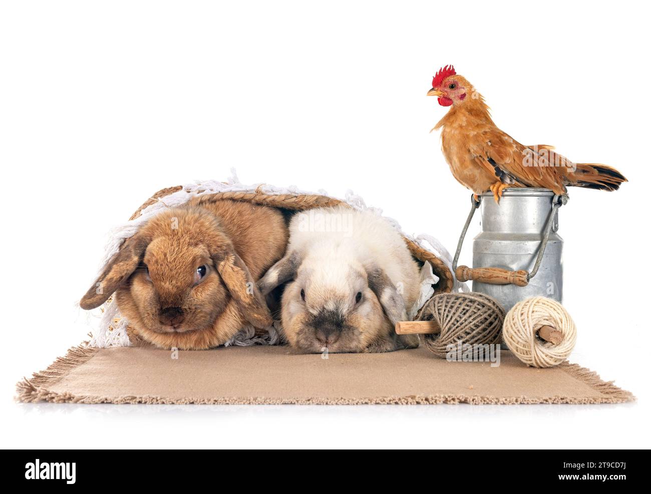 rabbit and chicken in front of white background Stock Photo - Alamy