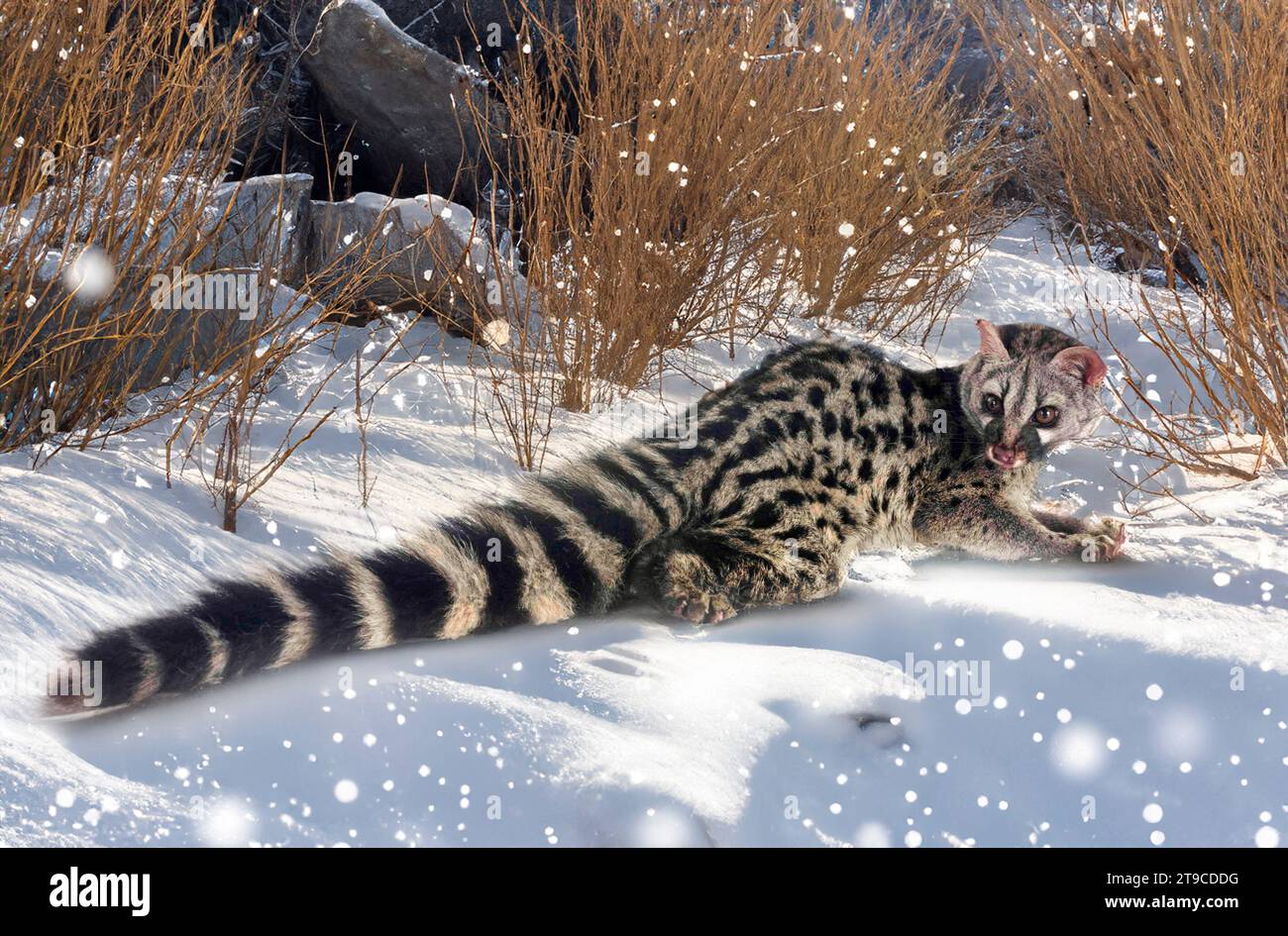 Common genet in front of nature background Stock Photo - Alamy