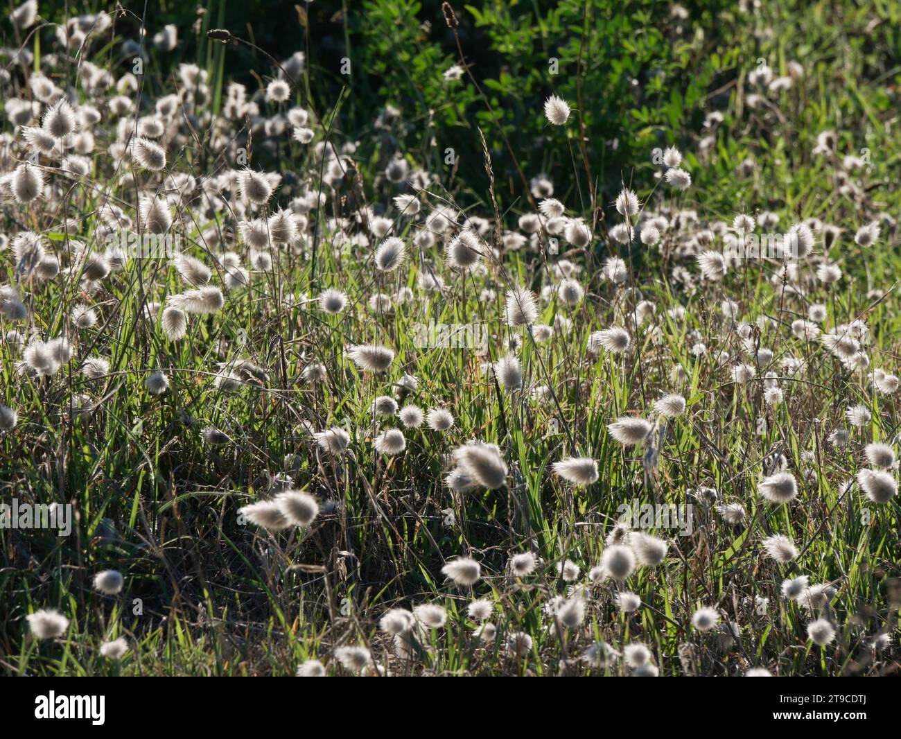 field of lagurus ovatus flowers in bright daylight, bunnytail plant ...