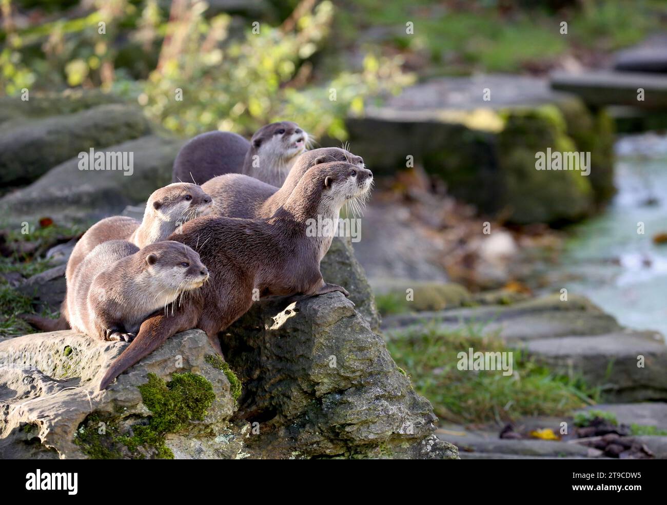 Asian Small-Clawed Otters Stock Photo - Alamy