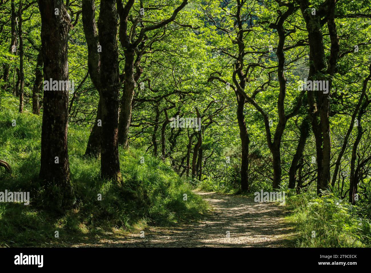 Footpath in the forest of Watersmeet, Exmoor National Park, Devon ...