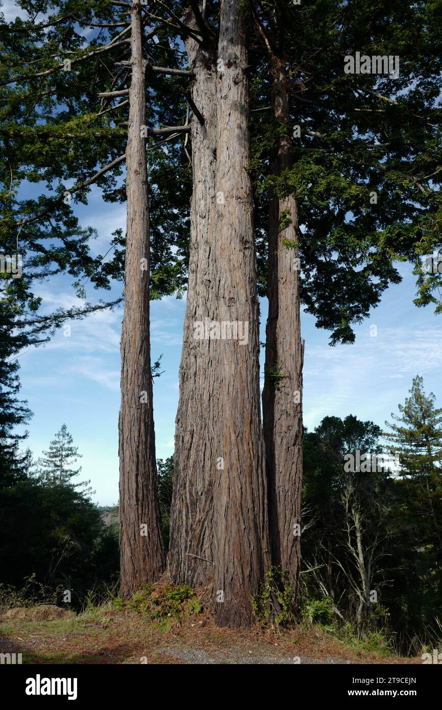 Grove of Redwood trees in the Santa Cruz Mountains Stock Photo - Alamy