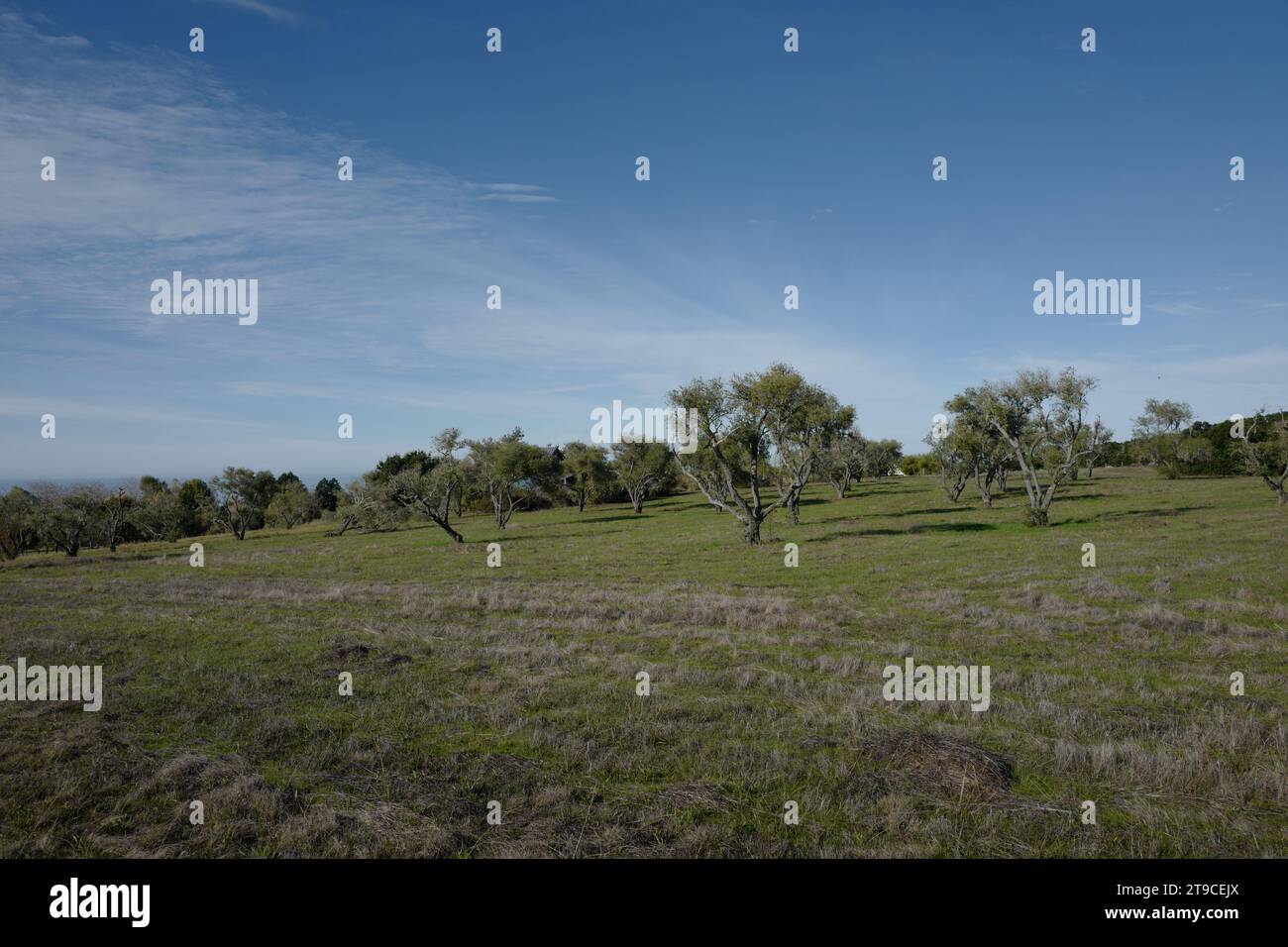 Rows of olive trees in the Santa Cruz Mountains in California Stock ...