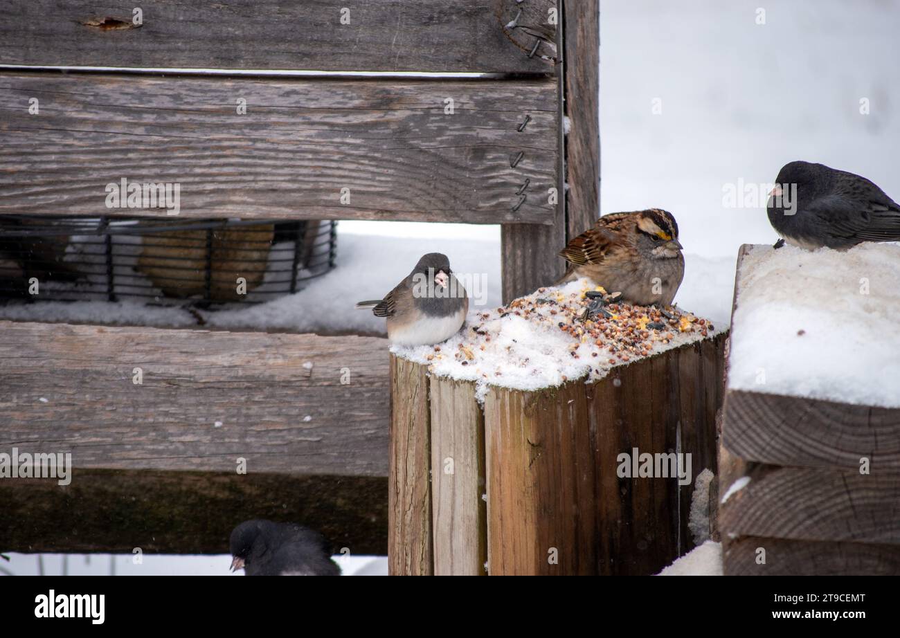 Bird seeds and nuts on a snow covered wooden block attract a group of ...