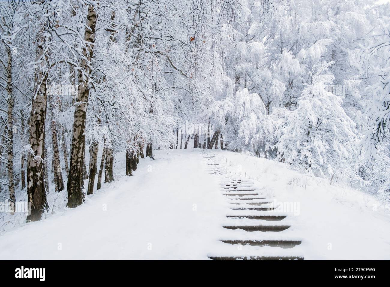 Birchwood in winter hi-res stock photography and images - Alamy