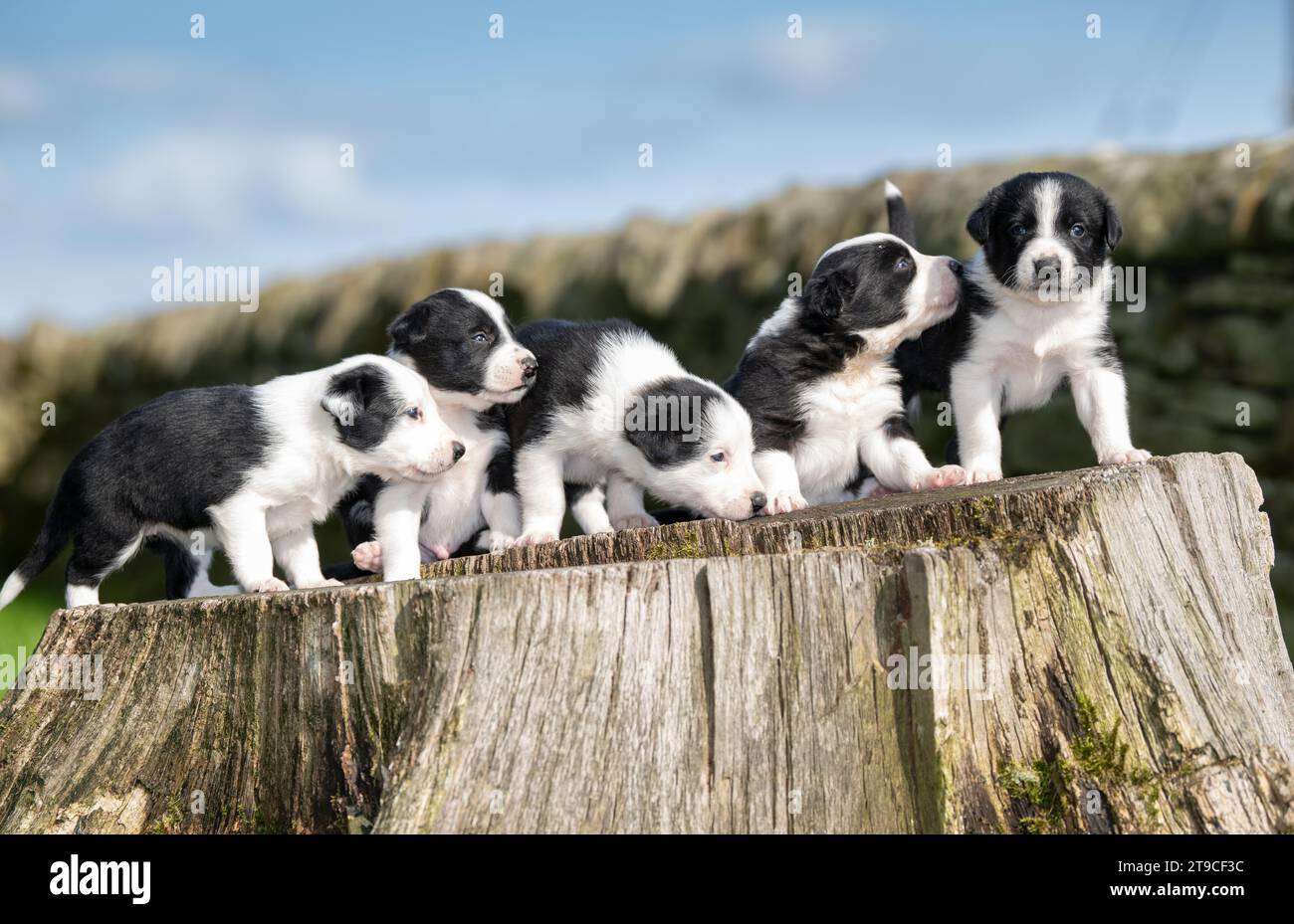 Littter of 5 week old Border Collie puppies playing in a farmers field ...