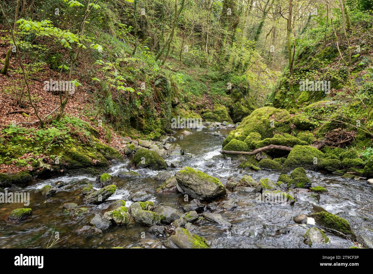 Plas Cadnant Hidden Gardens, Menai Bridge, Anglesey, North Wales Stock ...