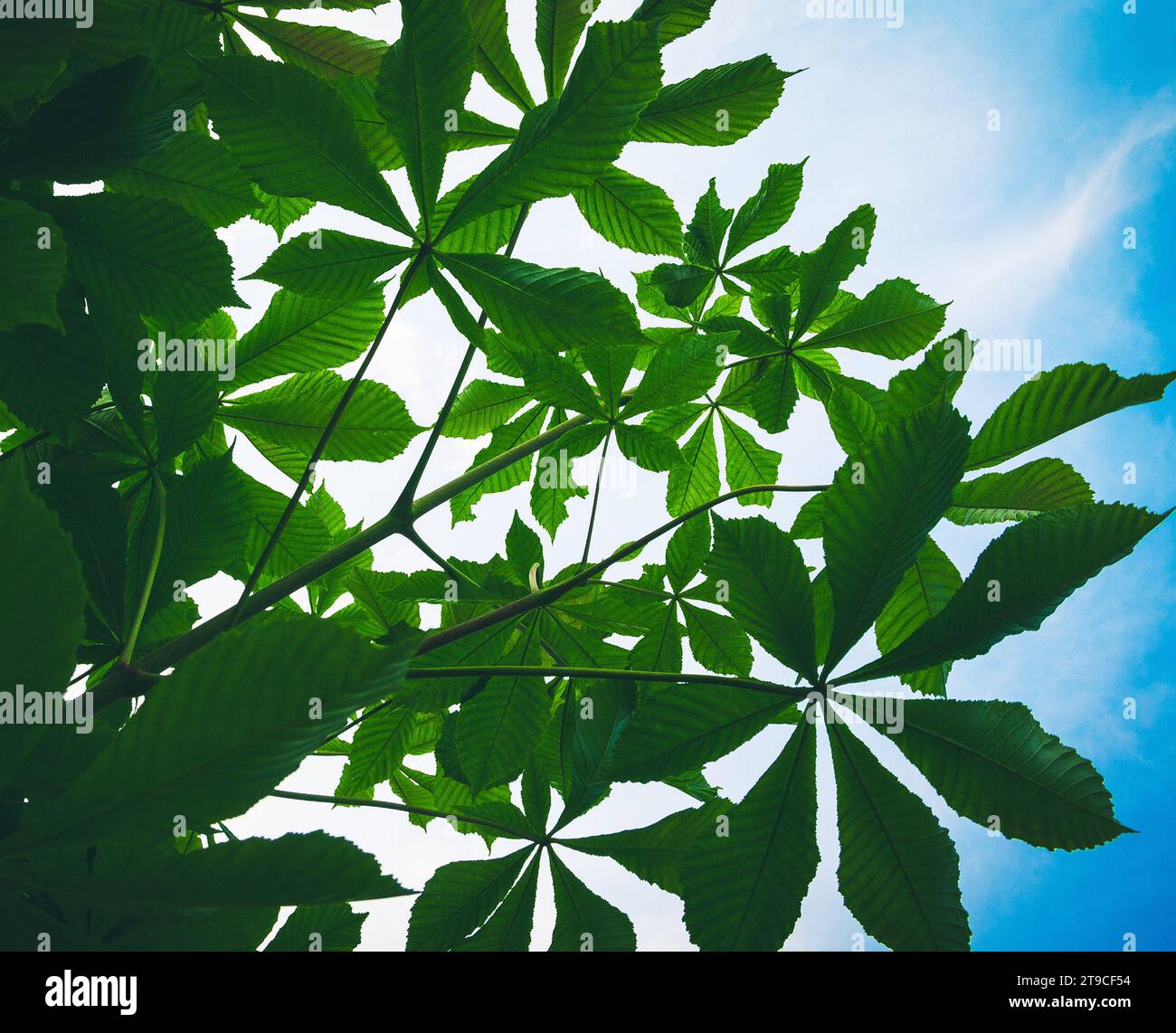 Close up lush green chestnut hi-res stock photography and images - Alamy