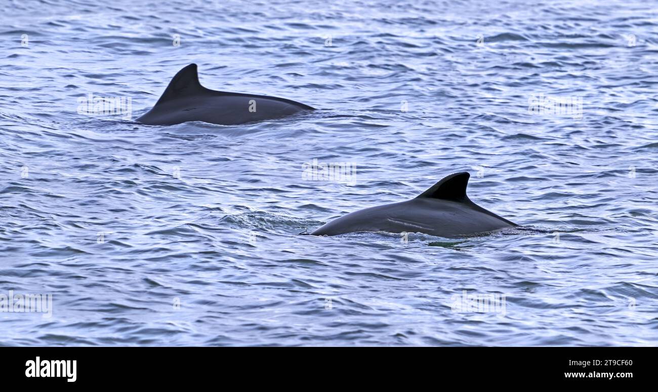 Two harbour porpoises (Phocoena phocoena) showing their triangular ...