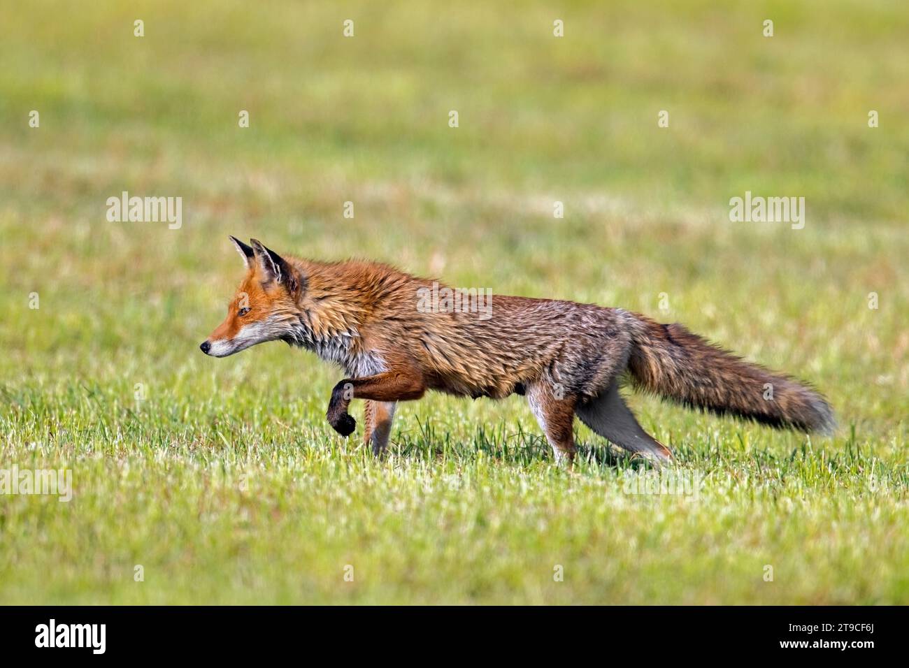 Solitary red fox (Vulpes vulpes) stalking prey in freshly mowed meadow ...