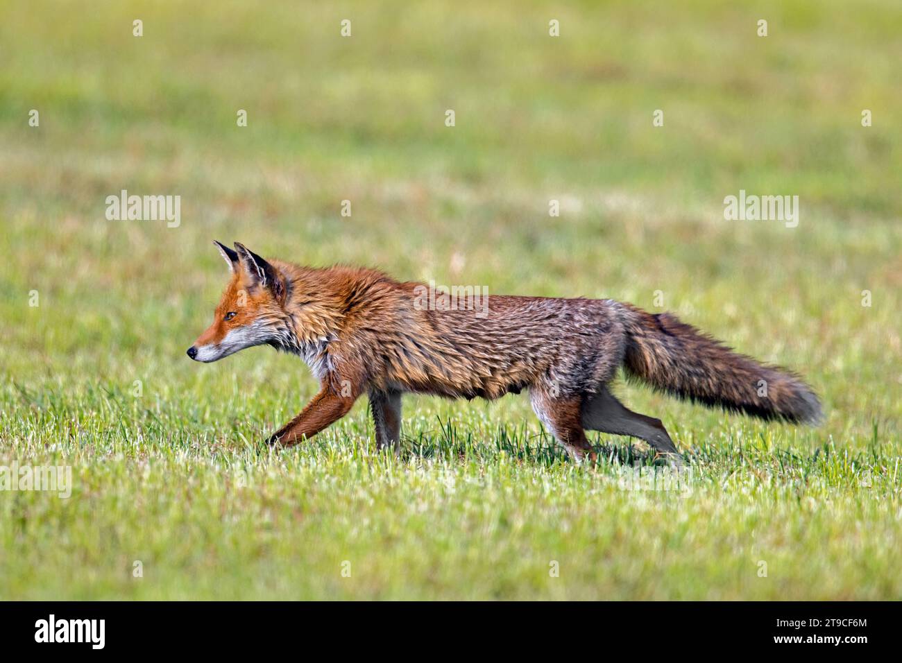 Solitary red fox (Vulpes vulpes) stalking prey in freshly mowed meadow ...