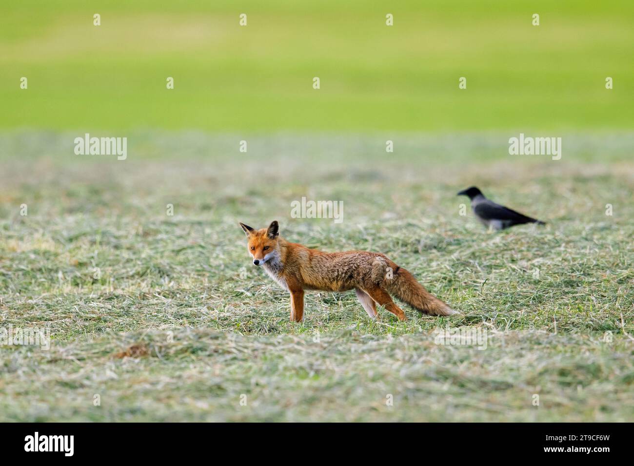 Fox and crow hi-res stock photography and images - Alamy