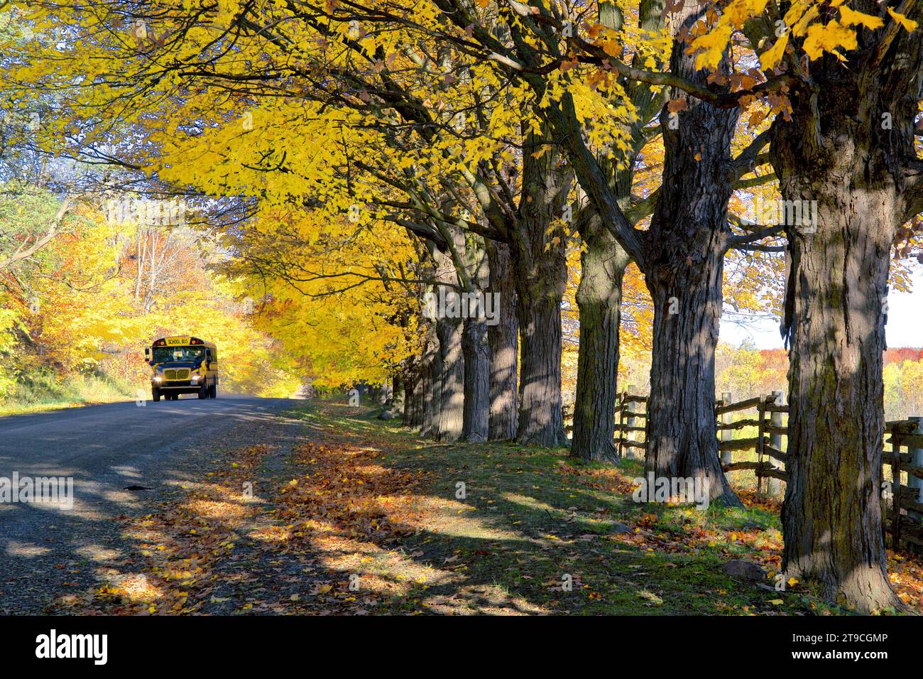 School bus on a country road with autumn leaf colour Stock Photo - Alamy