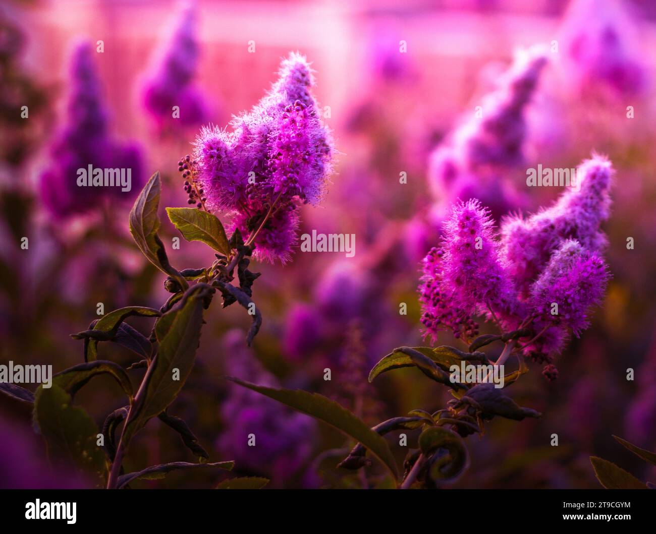 Nature's Purple Palette: Spirea's Graceful Blooms Stock Photo - Alamy