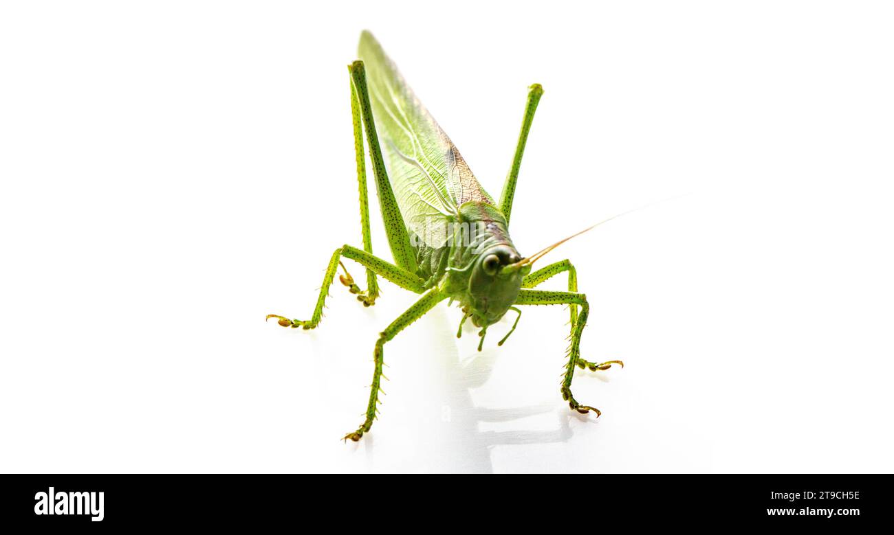 Grasshopper character hi-res stock photography and images - Alamy