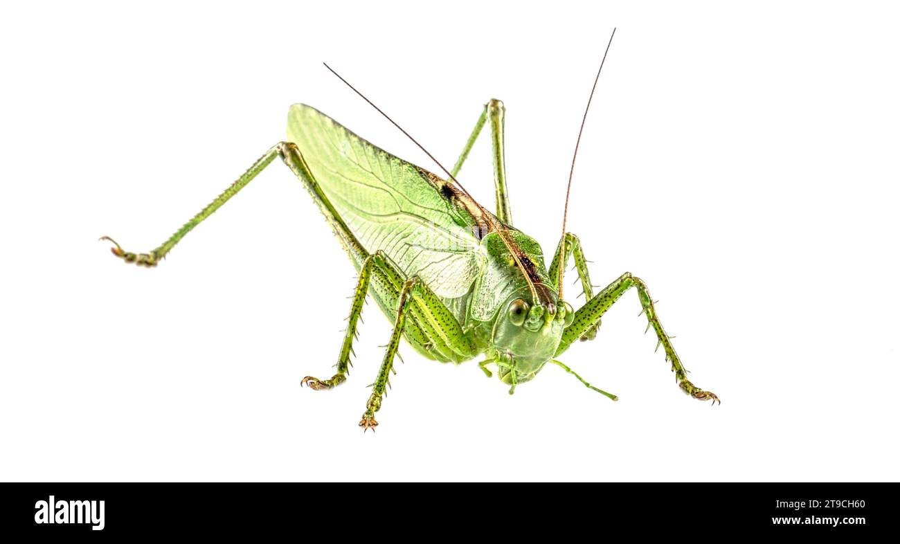 Capturing insects Cut Out Stock Images & Pictures - Alamy
