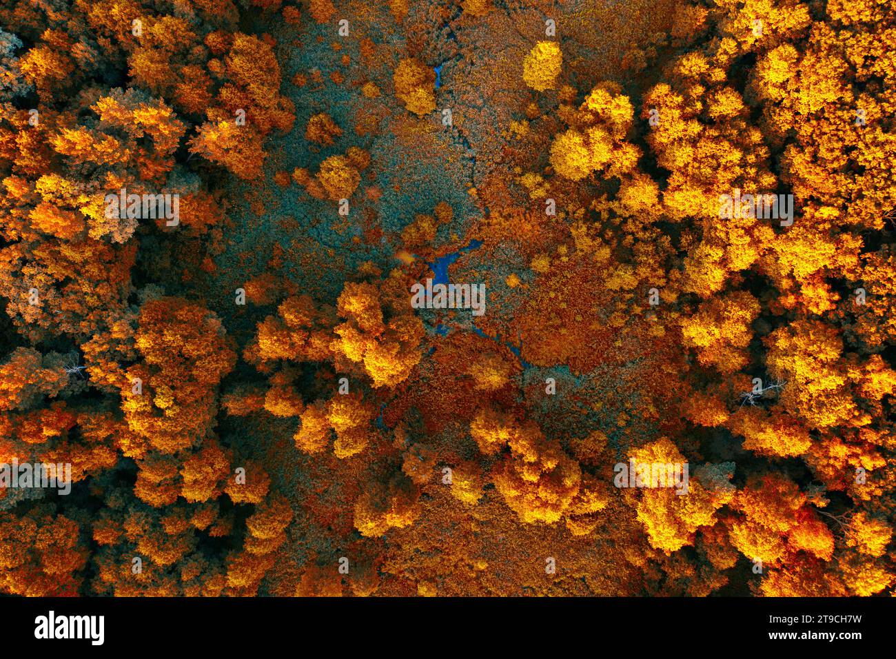 Canopy of Colors: Autumn's Awe from the Sky Stock Photo - Alamy
