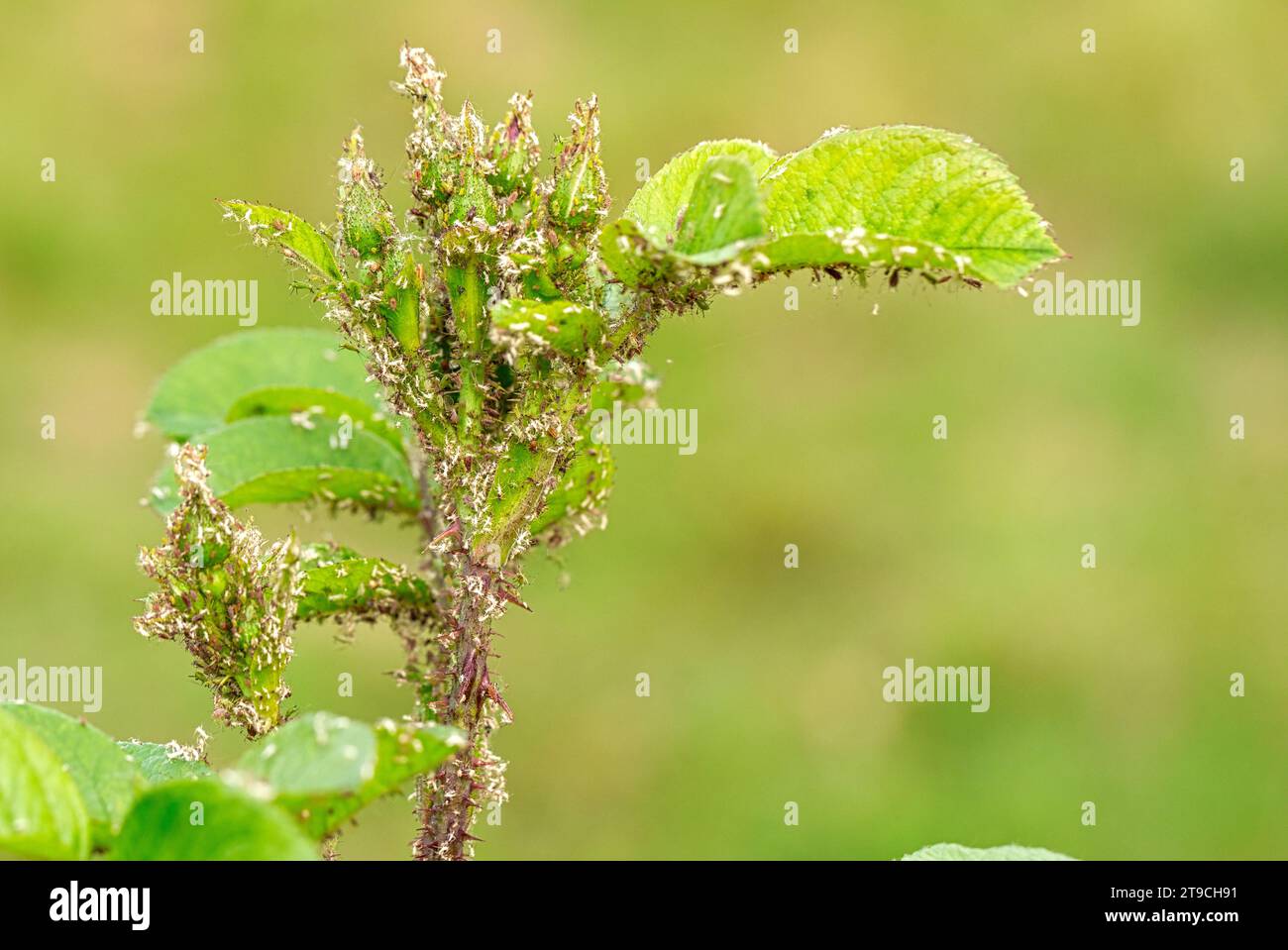 The Minuscule Odyssey: Aphids' Adventure on Roses Stock Photo - Alamy