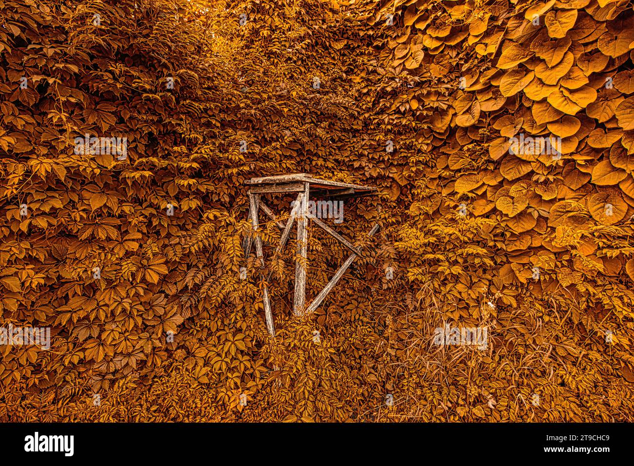 Earthly Elegance: The Abstract Charm of Twisted Plant Leaves Stock ...