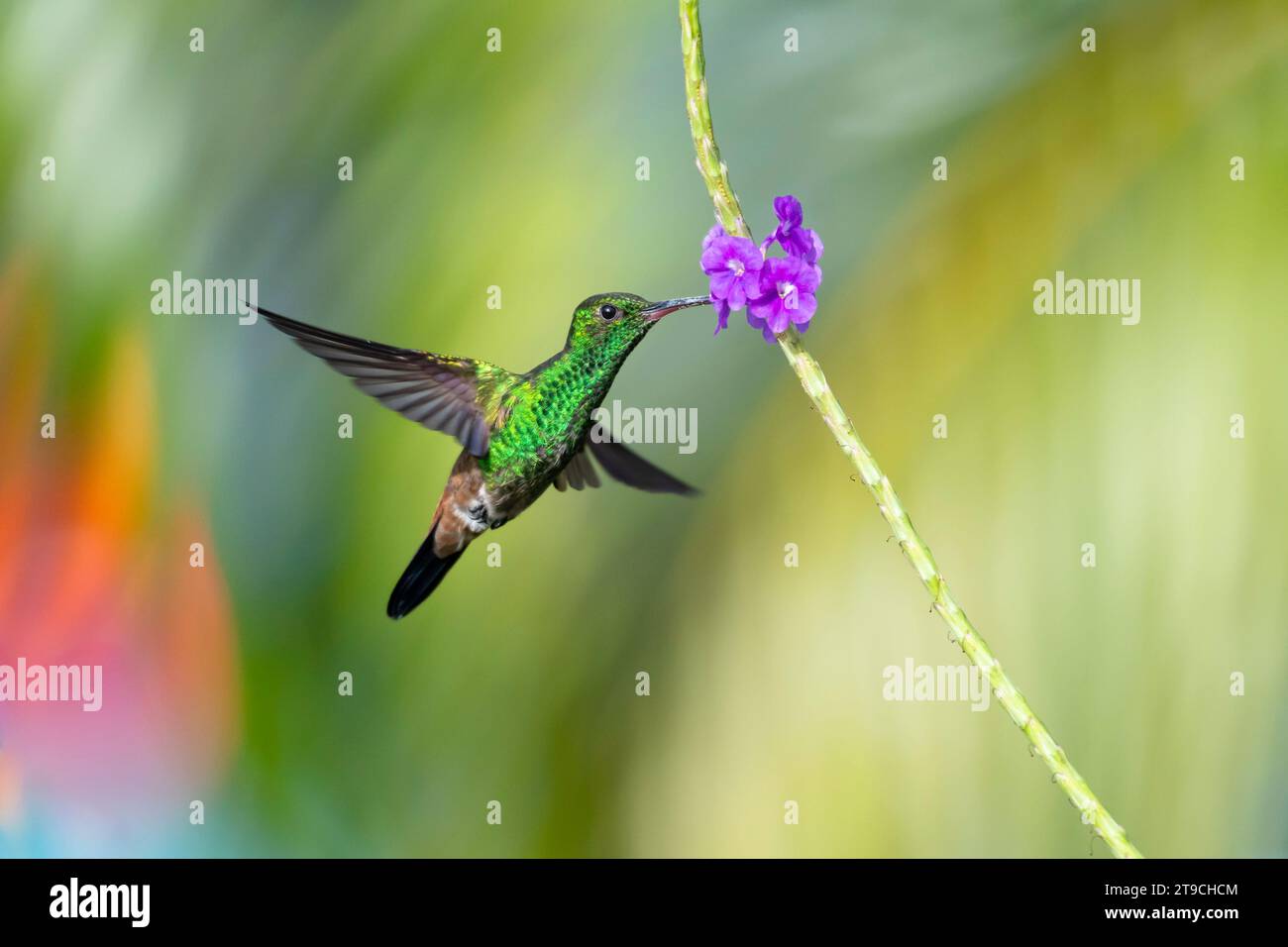 Brilliant green Copper-rumped hummingbird, Amazilia Tobaci, feeding on ...