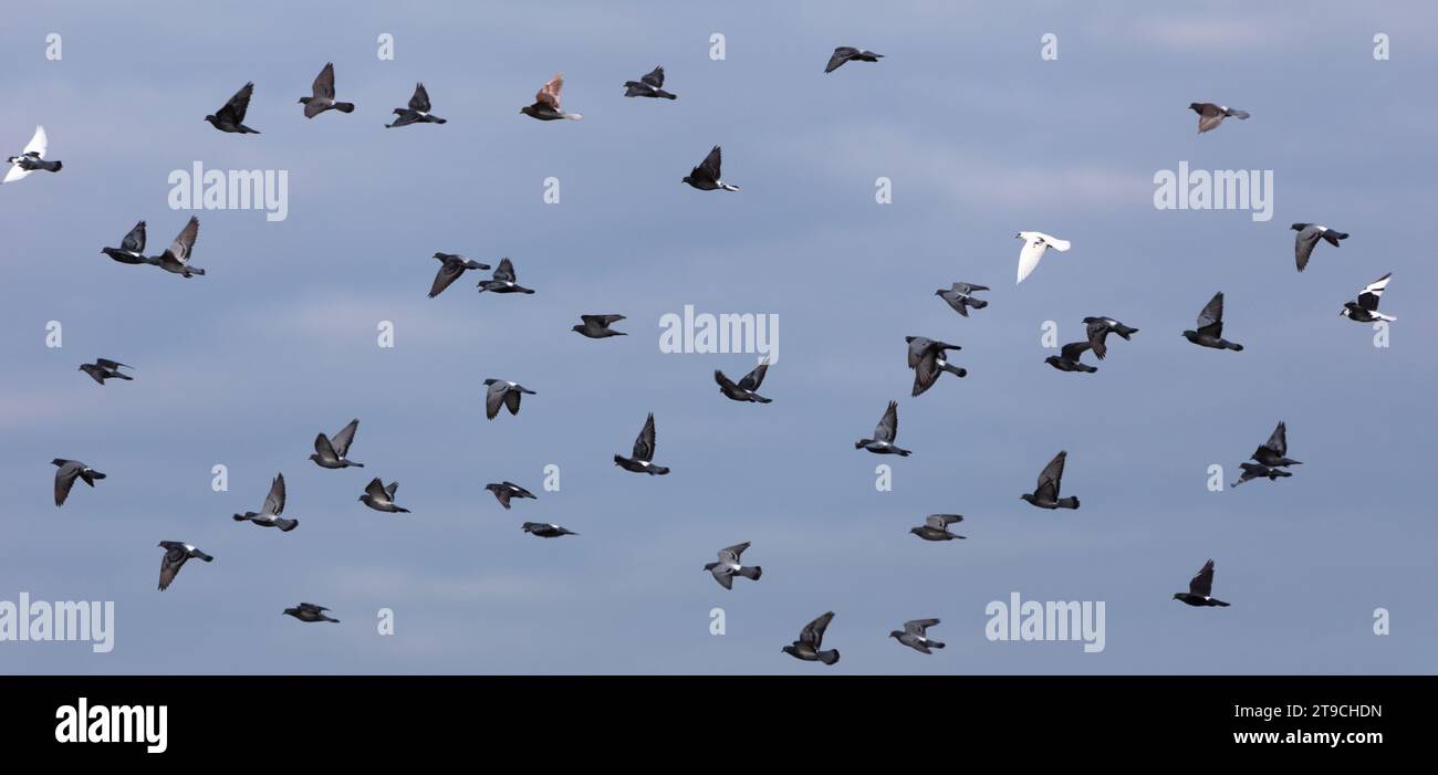 Winged Whispers: Capturing the Beauty of Birds in Formation Stock Photo ...