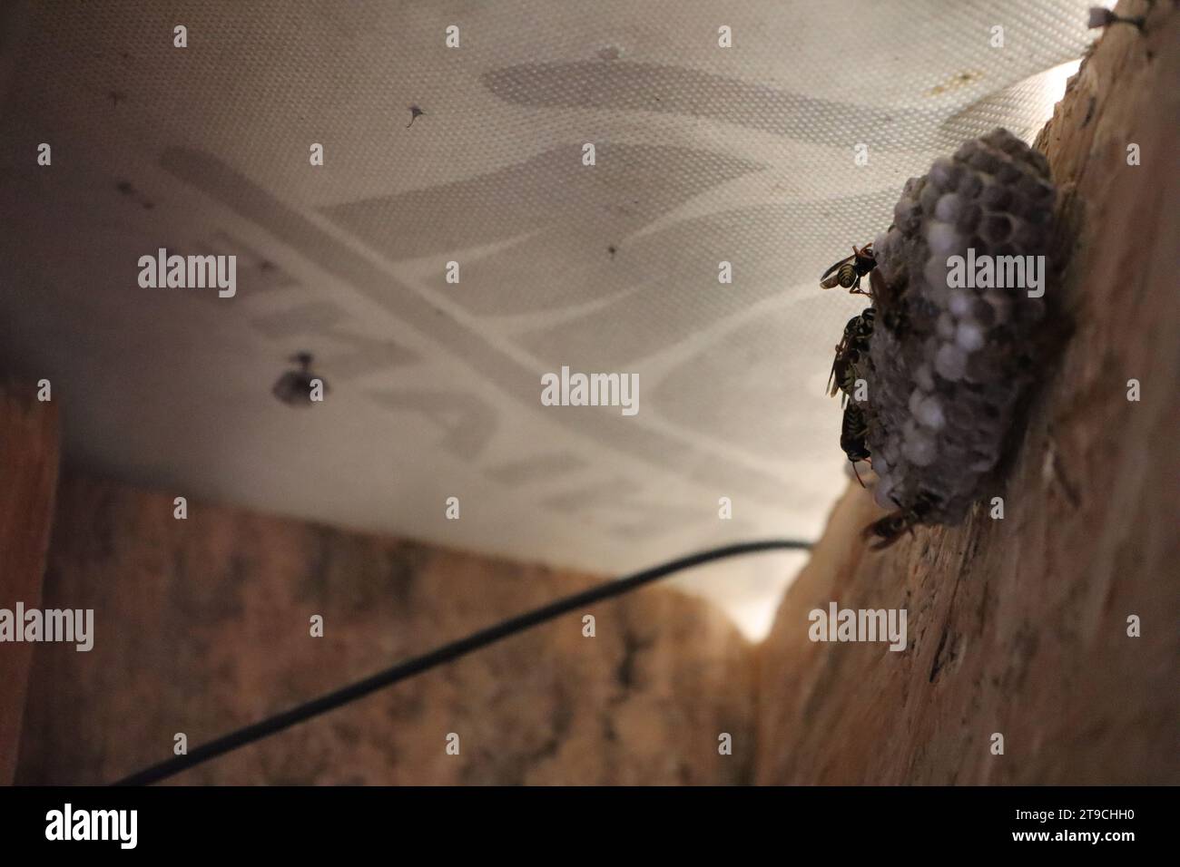 Wasps in the attic of the house build a nest to raise their offspring ...