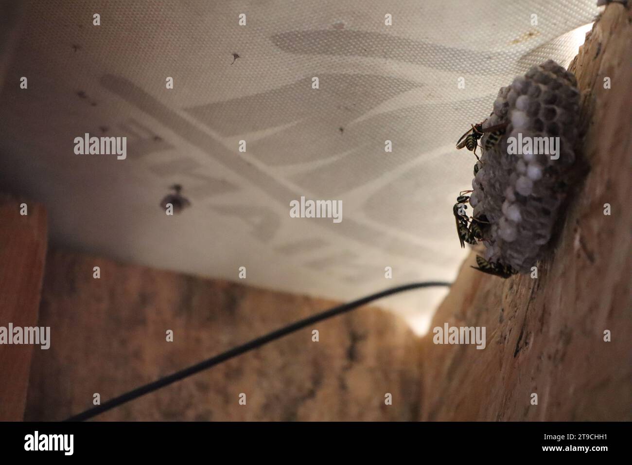 Wasps in the attic of the house build a nest to raise their offspring ...