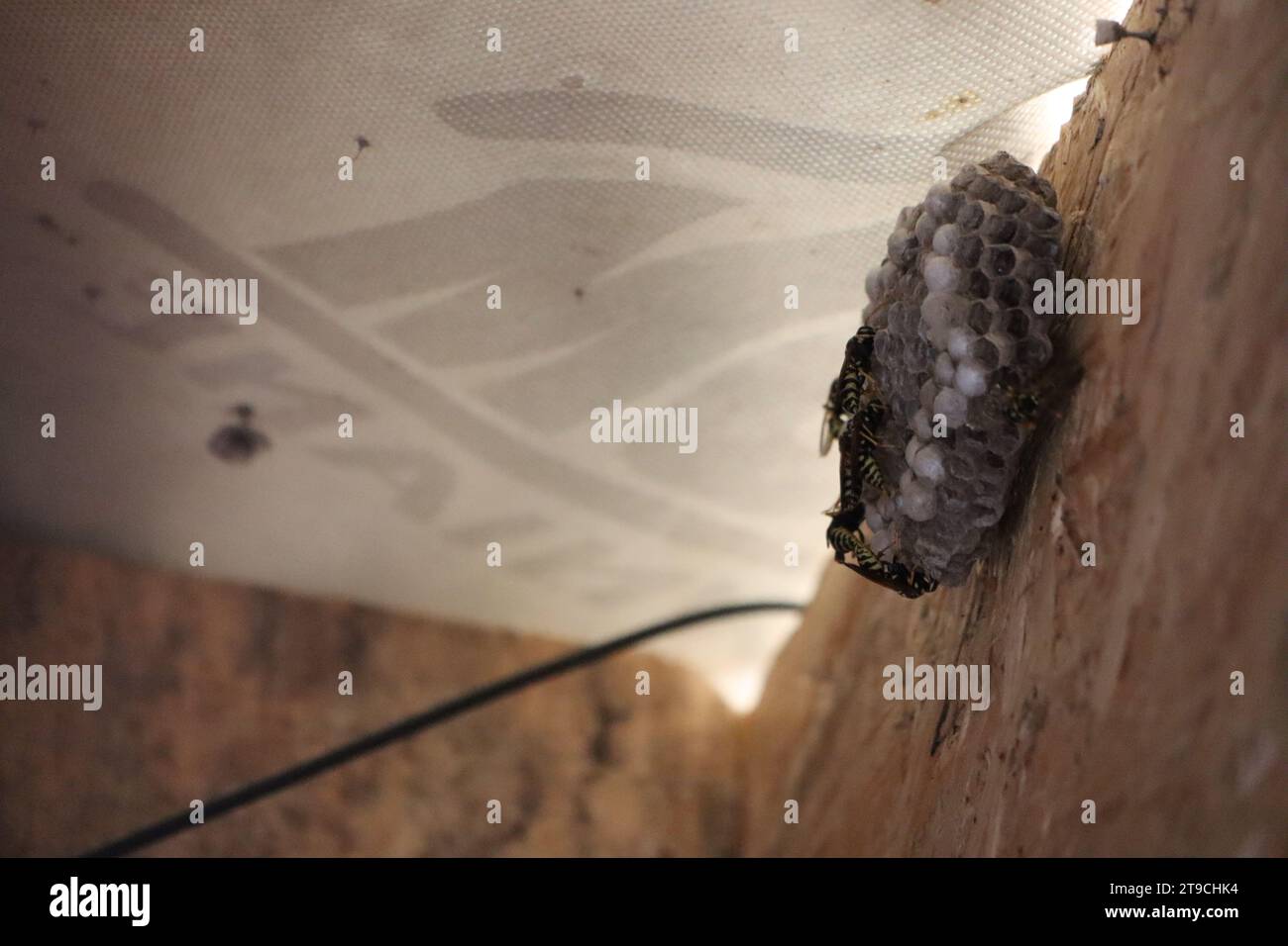 Wasps in the attic of the house build a nest to raise their offspring ...