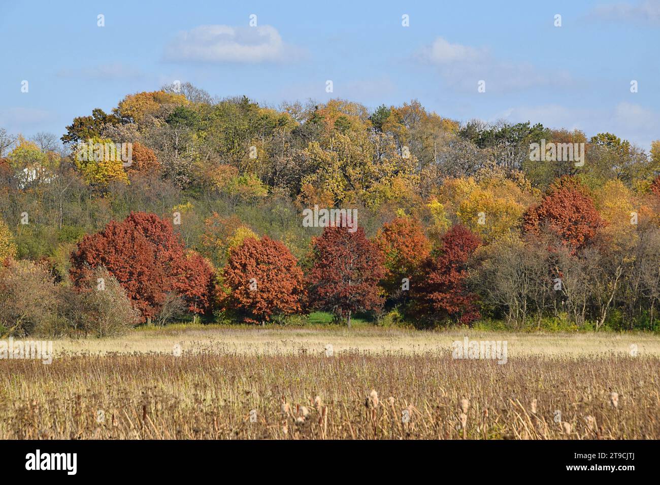 Fall Colors along a hiking trail in southwestern Wisconsin Stock Photo ...