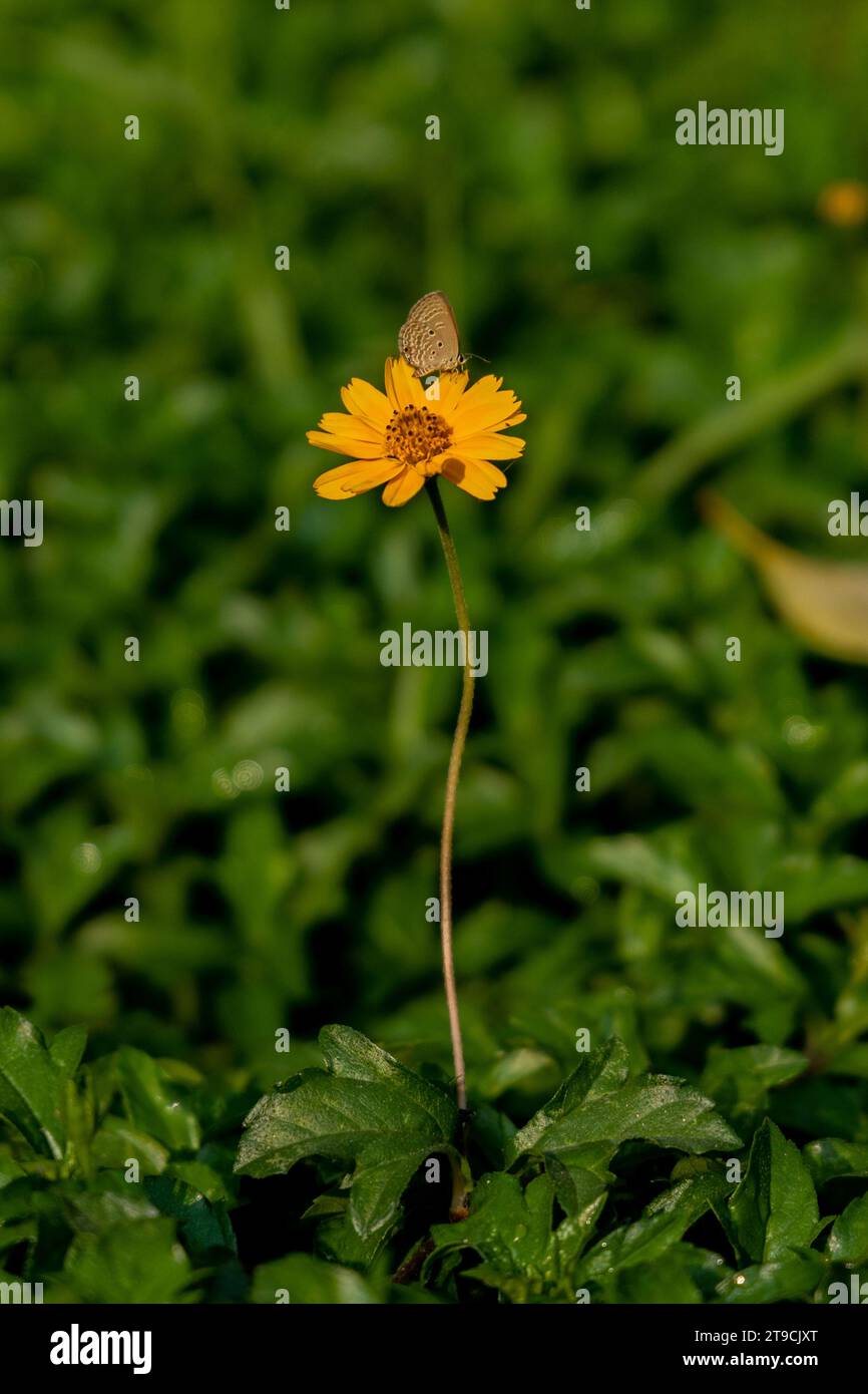 Abstract narure hi-res stock photography and images - Alamy