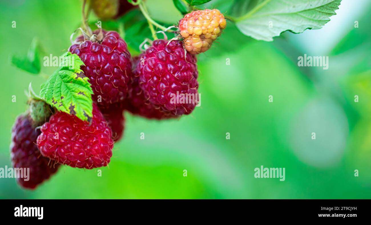 Mouthwatering Berries: Close-up of Raspberries on the Vine Stock Photo ...