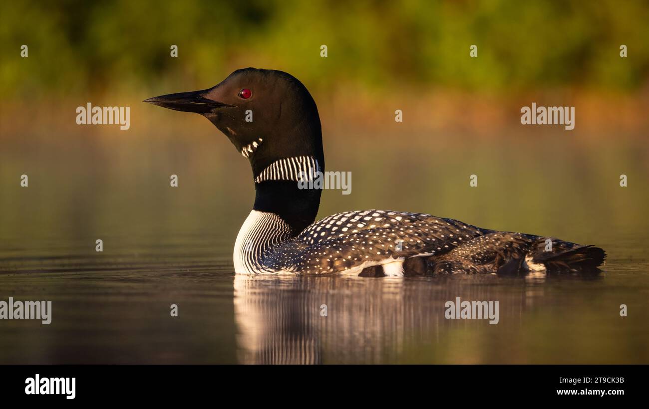 Common loon in Maine Stock Photo - Alamy