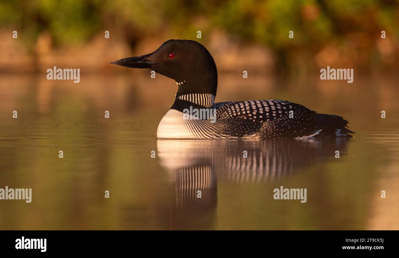Common loon in Maine Stock Photo - Alamy
