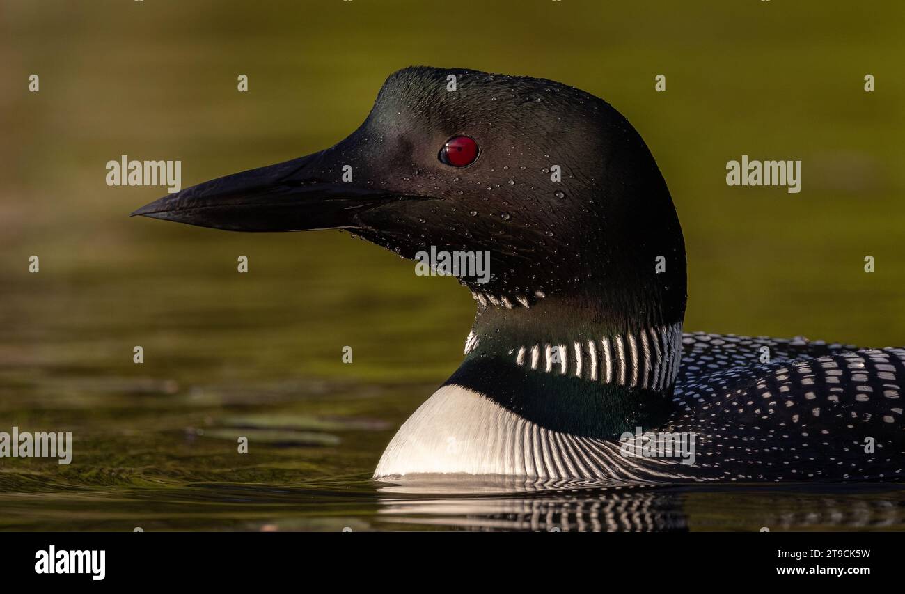 Common loon in Maine Stock Photo - Alamy