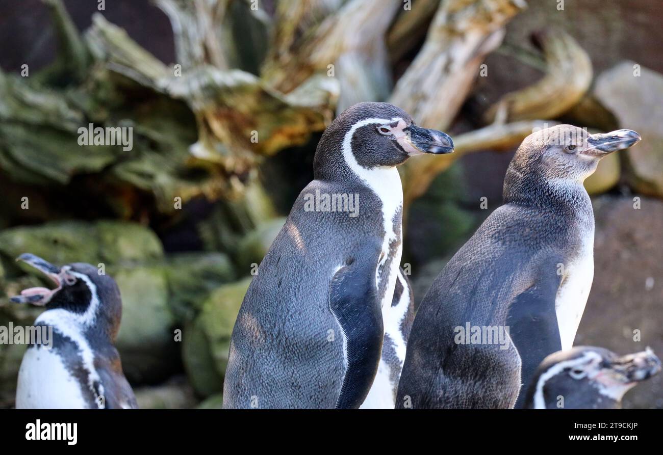 Pinquins in a water bath at Ouwehands Zoo in Rhenen Netherlands Stock ...