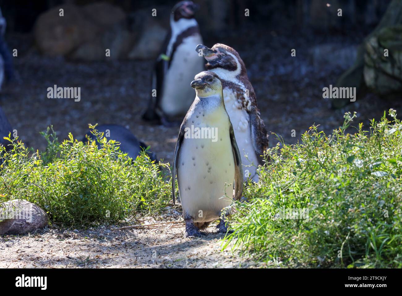 Pinquins in a water bath at Ouwehands Zoo in Rhenen Netherlands Stock ...