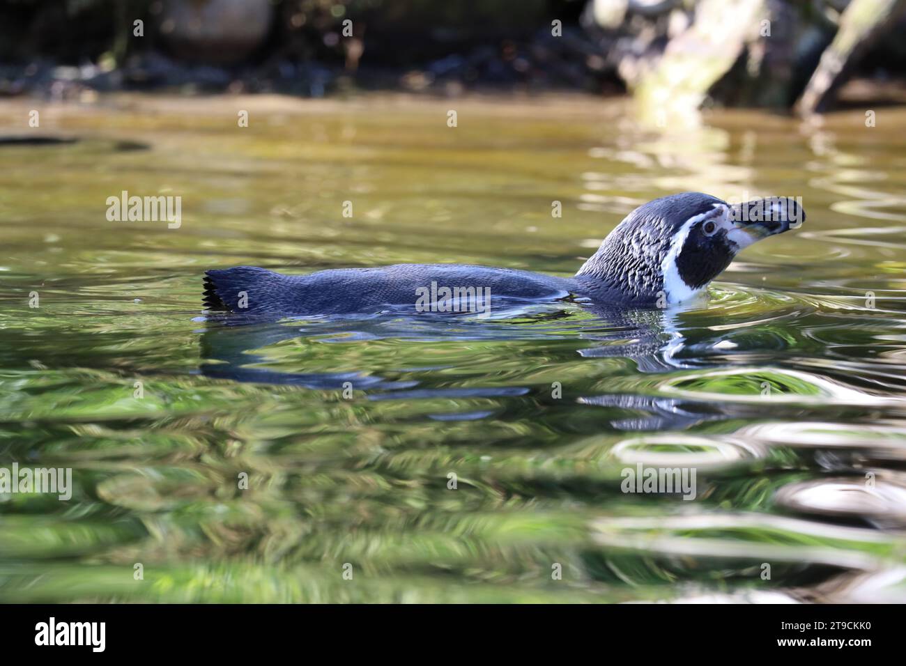 Pinquins in a water bath at Ouwehands Zoo in Rhenen Netherlands Stock ...