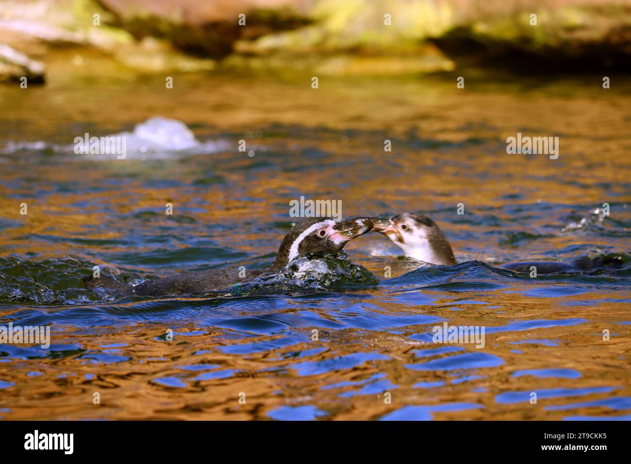Pinquins in a water bath at Ouwehands Zoo in Rhenen Netherlands Stock ...