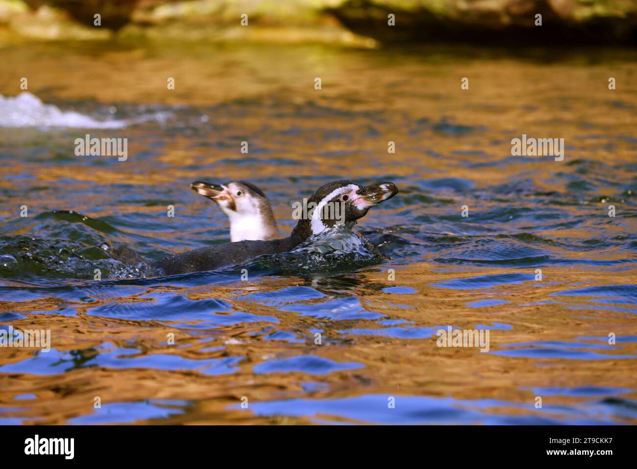 Pinquins in a water bath at Ouwehands Zoo in Rhenen Netherlands Stock ...
