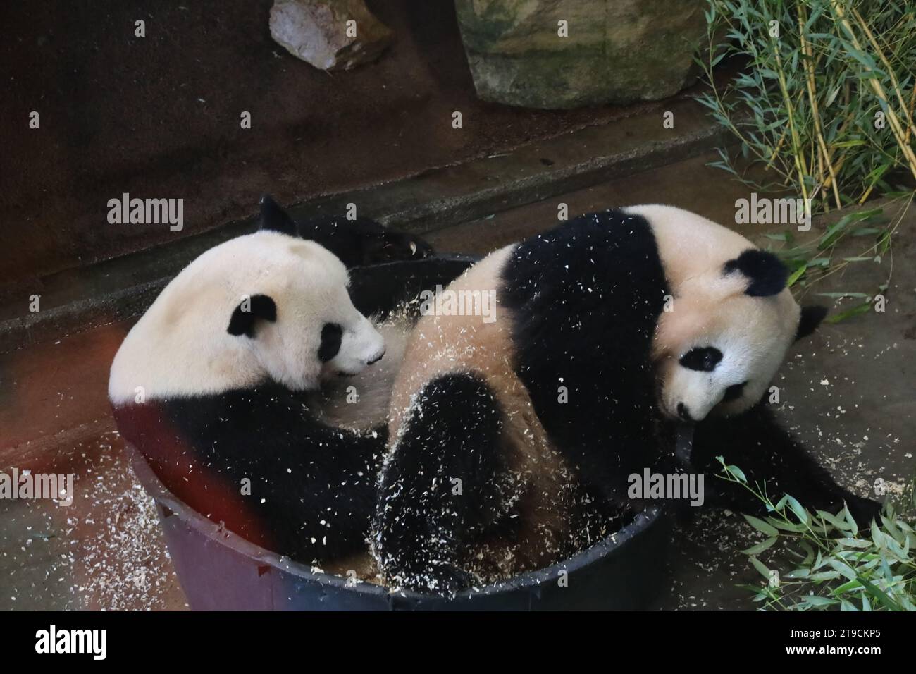 Giant pandas Wu Wen and Fan Xing take a sawdust bath in Ouwehands in ...