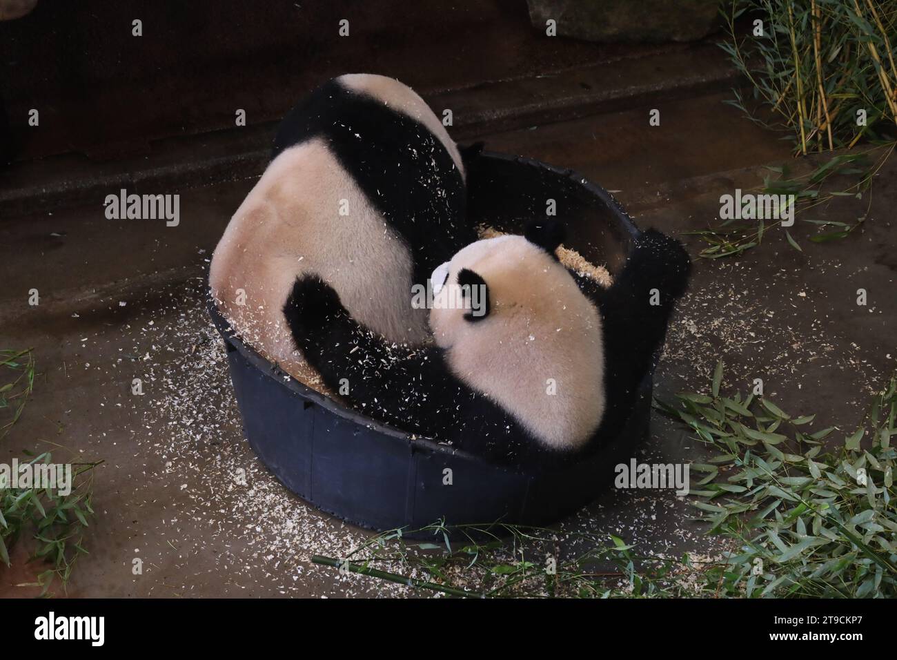 Giant pandas Wu Wen and Fan Xing take a sawdust bath in Ouwehands in ...