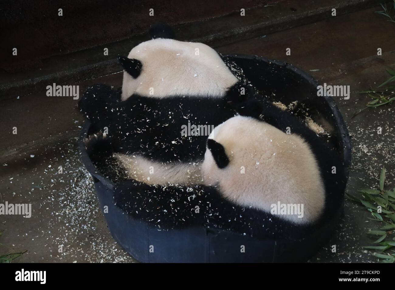 Giant pandas Wu Wen and Fan Xing take a sawdust bath in Ouwehands in ...