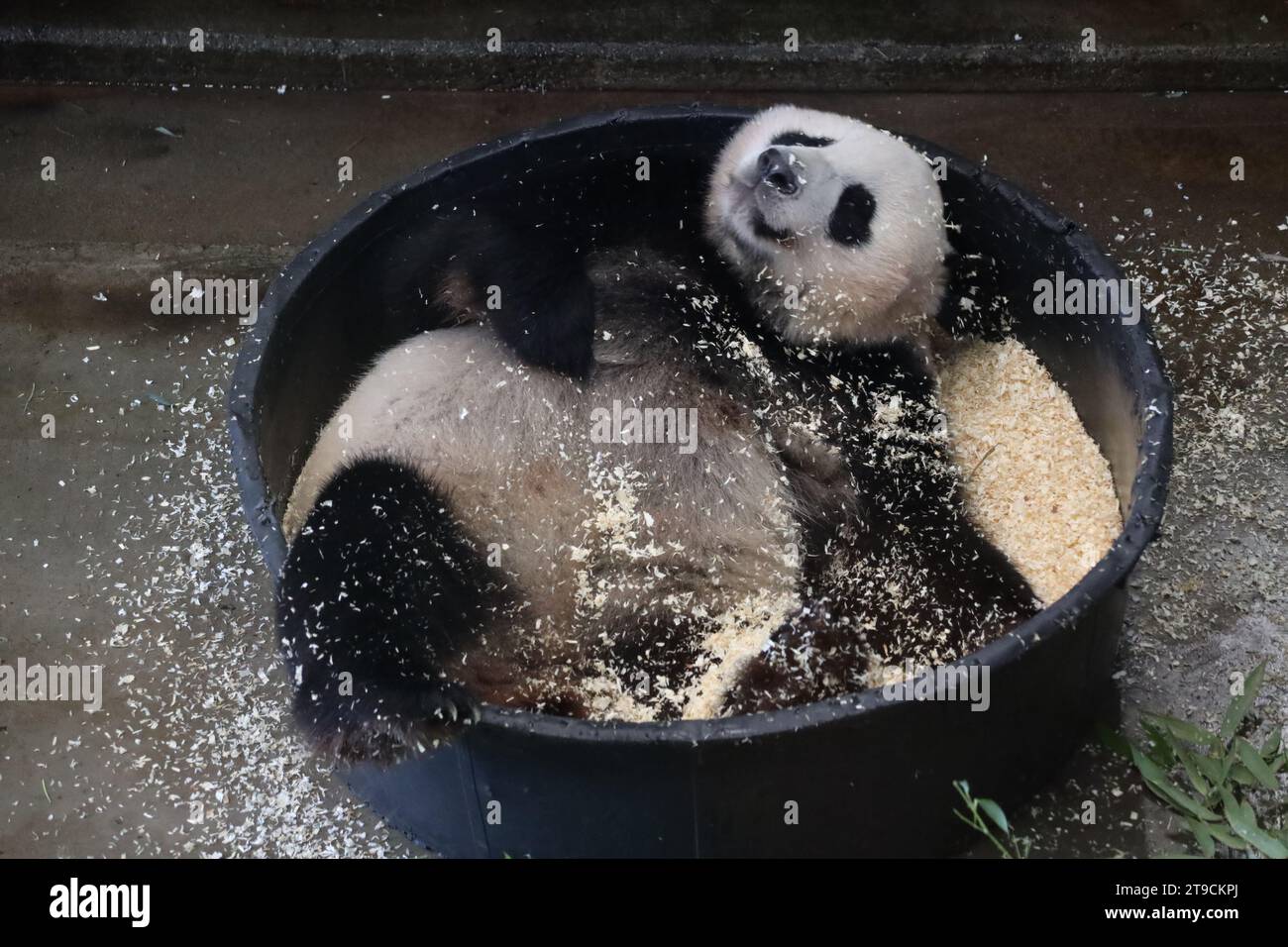 Giant pandas Wu Wen and Fan Xing take a sawdust bath in Ouwehands in the Netherlands Stock Photo ...