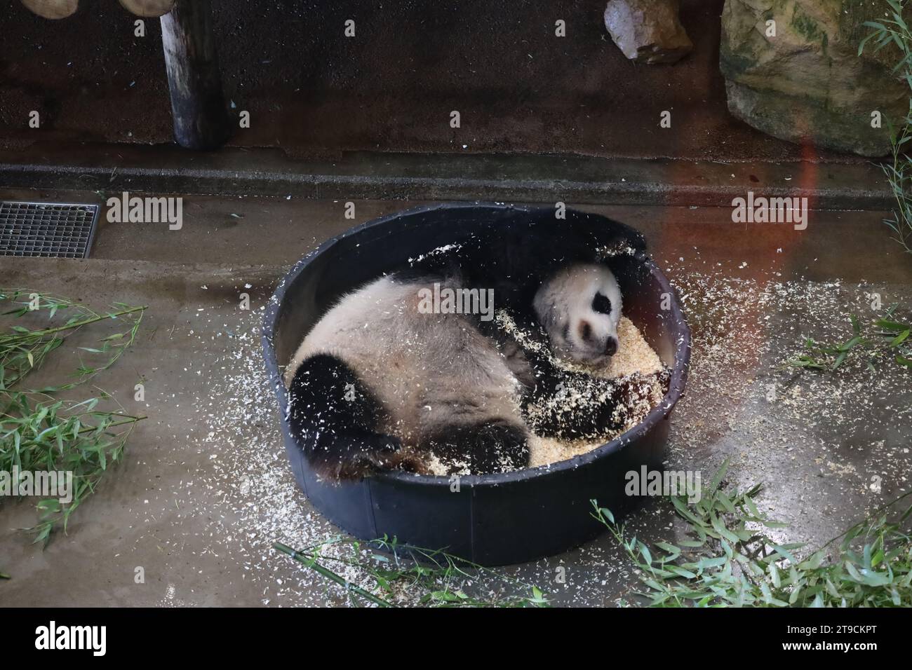 Giant pandas Wu Wen and Fan Xing take a sawdust bath in Ouwehands in ...